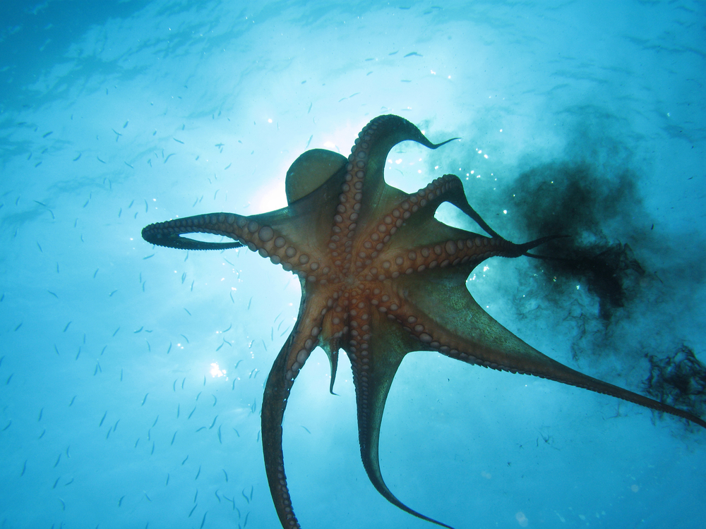 What’s Up With Octopuses And Squids Squirting Ink? » ScienceABC