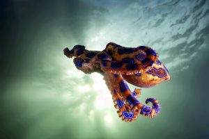 What’s Up With Octopuses And Squids Squirting Ink? » ScienceABC