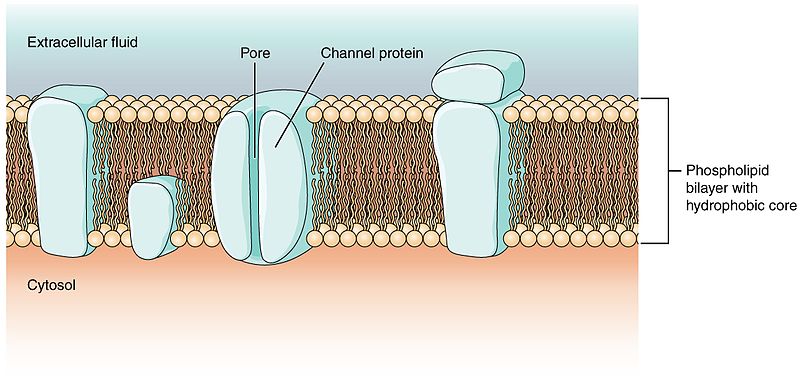 Can You Extract DNA From Cells At Home? » ScienceABC