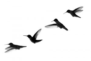 How Do Birds Conserve Energy During Flight? » ScienceABC