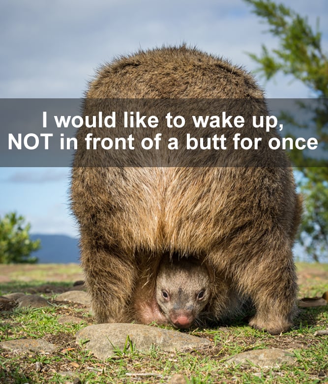 How Did Kangaroos Get Their Pouches? » ScienceABC