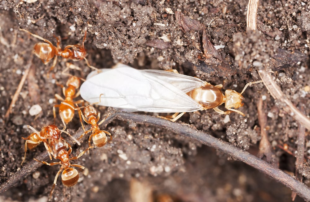 Why Would An Ant Shrink And Expand Its Brain? » ScienceABC