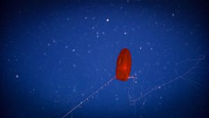 Can It Snow Underwater? » ScienceABC