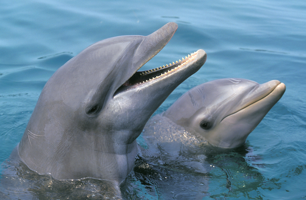 Are Dolphins Actually Helpful Or Selfish? » ScienceABC