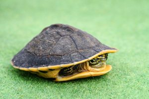 Can A Turtle Live Without Its Shell? » ScienceABC