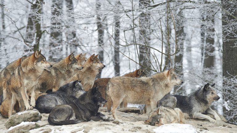 How Is A Virus Changing The Color Of Wolves' Fur? » ScienceABC