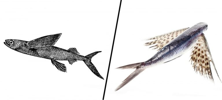How Do Flying Fish Manage To Fly? » ScienceABC