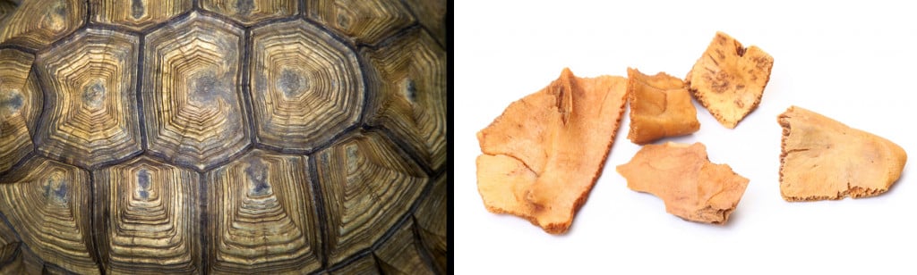 Can A Turtle Live Without Its Shell? » ScienceABC