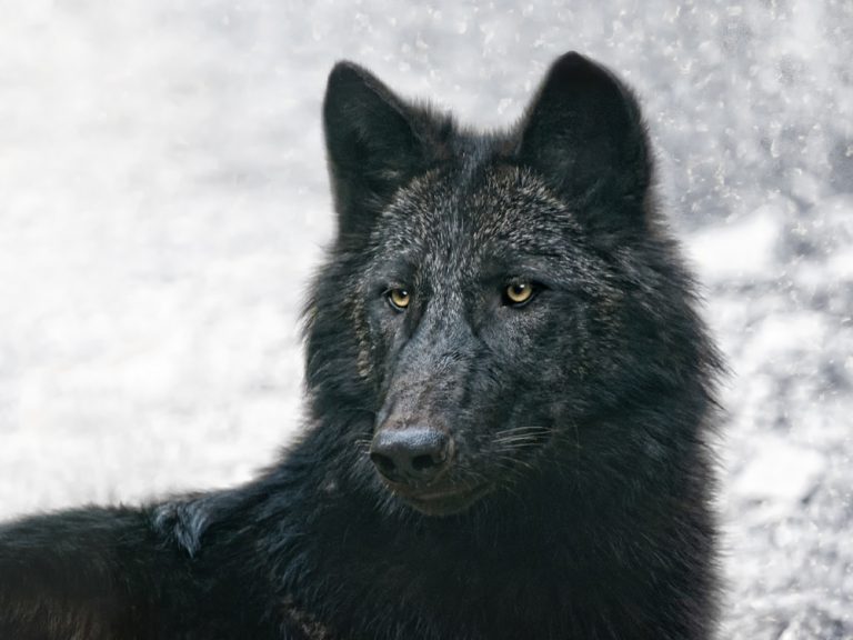 How Is A Virus Changing The Color Of Wolves' Fur? » ScienceABC