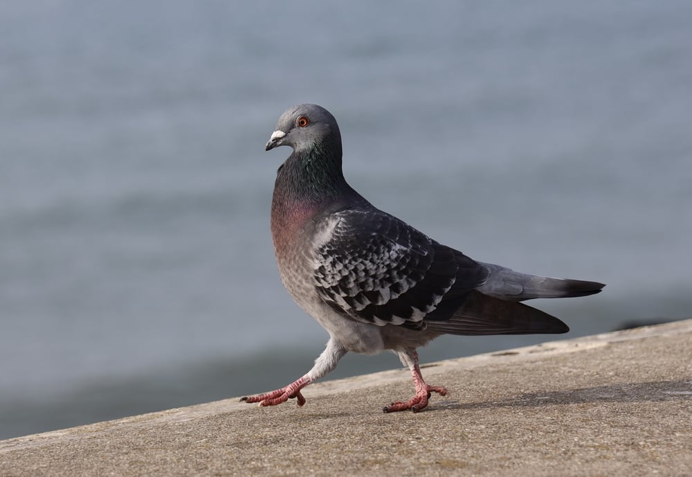 Why Do Pigeons Bob Their Heads When They Walk? » ScienceABC Why Do Pigeons Bob Their Heads When They Walk? » ScienceABC
