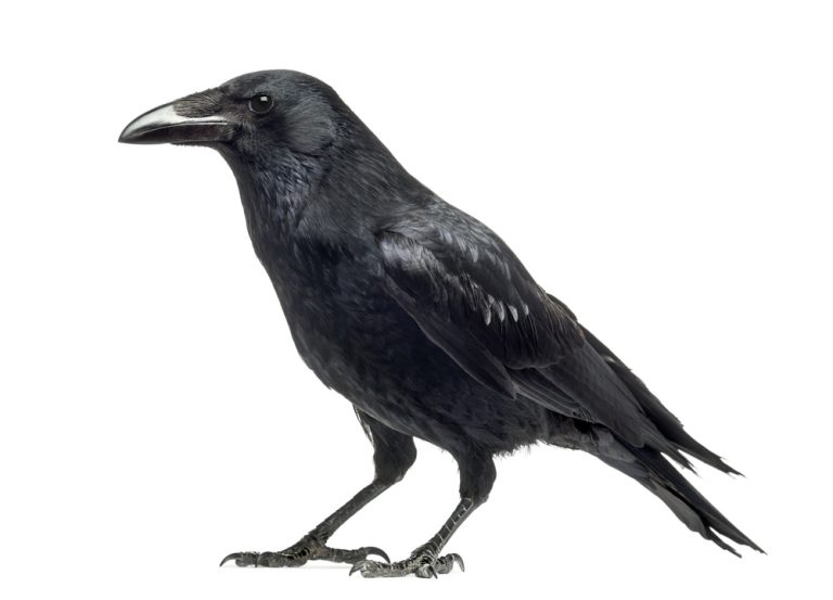 Are Crows And Ravens The Same? » ScienceABC