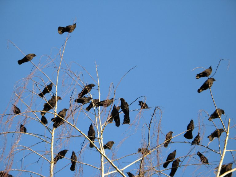 Do Crows Hold Grudges? » ScienceABC
