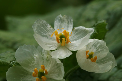 Skeleton Flowers: How Does This White Flower Turn Transparent In The ...