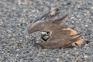 Can Birds Fake Injury To Ward Off Predators? » ScienceABC