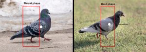 Why Do Pigeons Bob Their Heads When They Walk? » ScienceABC