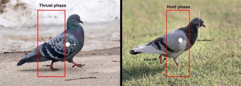 Why Do Pigeons Bob Their Heads When They Walk? » ScienceABC