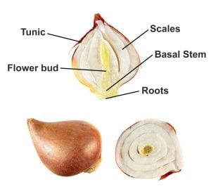 What Exactly Is A Flower Bulb, And How Does It Differ From A Flower Seed? » ScienceABC