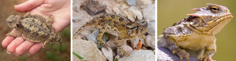 Why Do Lizards Squirt Blood From Their Eyes? » ScienceABC