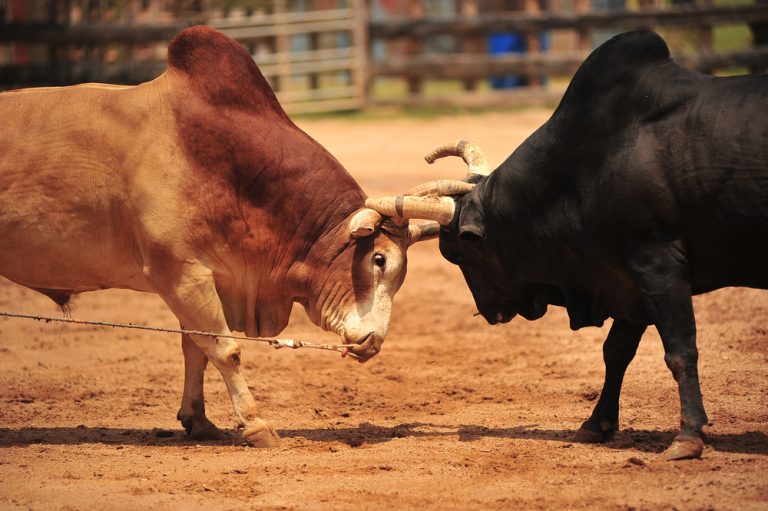 Why Do Some Bulls Have Nose Rings? » ScienceABC