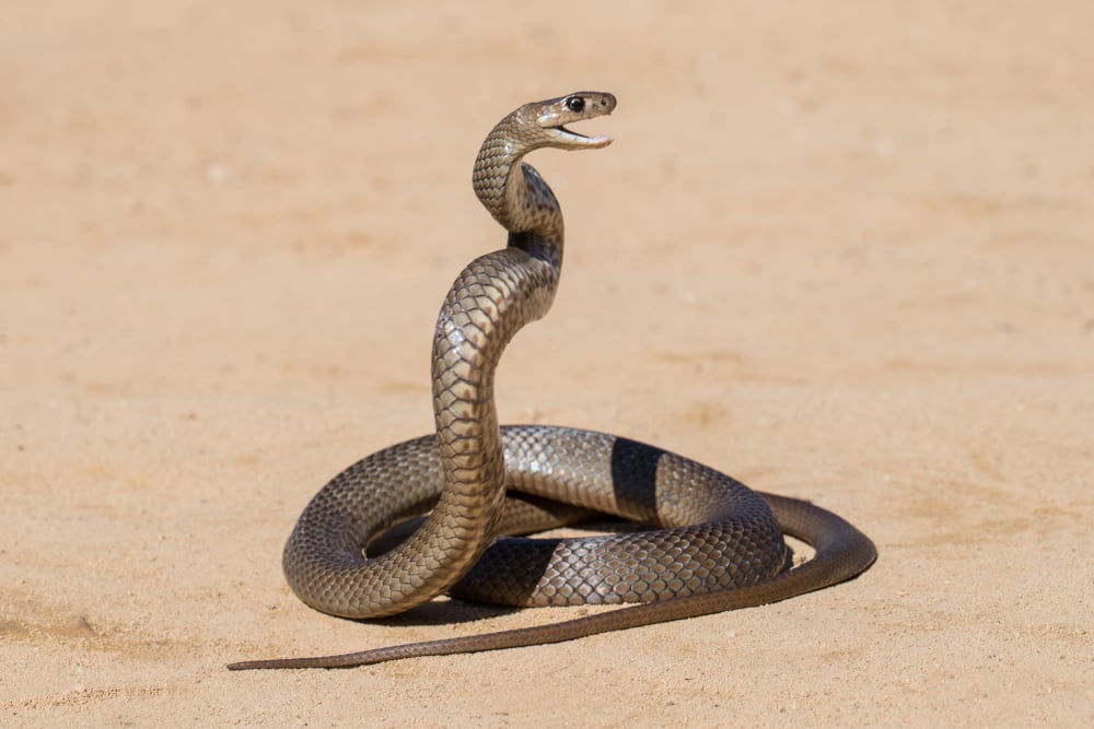 Do Snakes Actually Benefit From No Legs? » ScienceABC