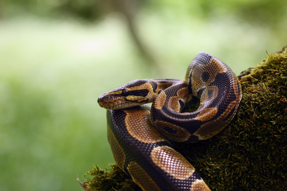 Do Snakes Actually Benefit From No Legs? » ScienceABC