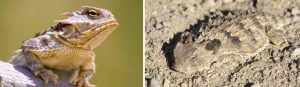 Why Do Lizards Squirt Blood From Their Eyes? » ScienceABC