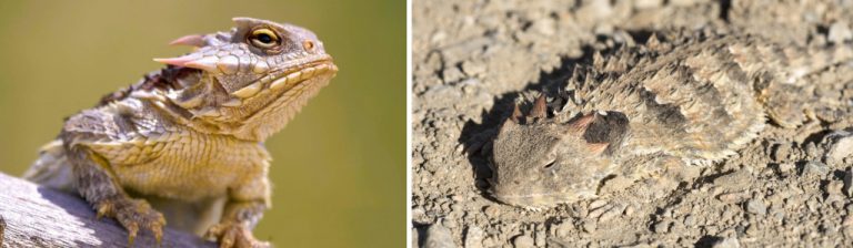 Why Do Lizards Squirt Blood From Their Eyes? » ScienceABC