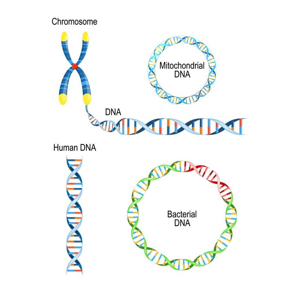 Is Mitochondria Actually A Bacteria Living Inside Our Cells? » ScienceABC