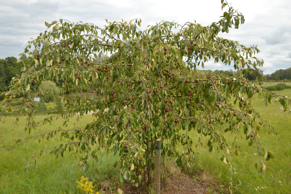 What Makes Apple Trees Weep? » ScienceABC