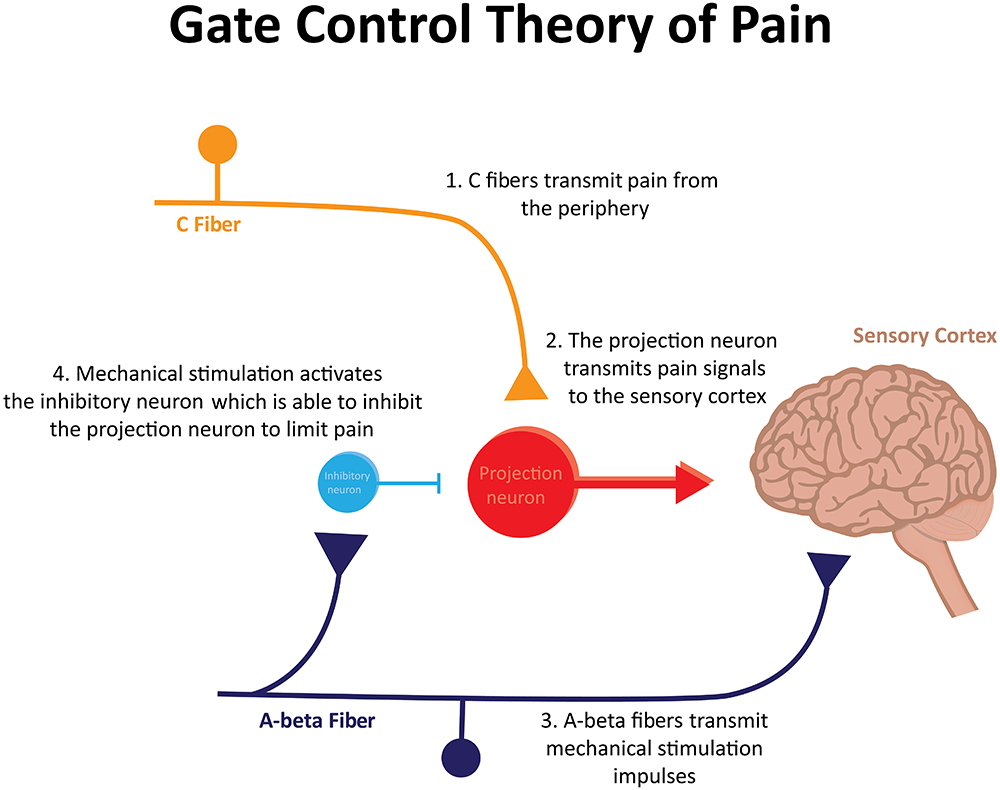 Why Do We Forget Pain When We're Engaged In Another Activity? » ScienceABC