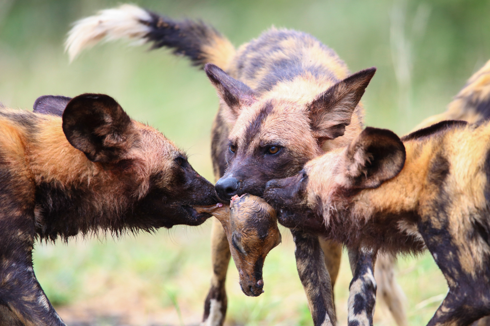 What Does A "Landscape Of Fear" Do To Animals? » ScienceABC