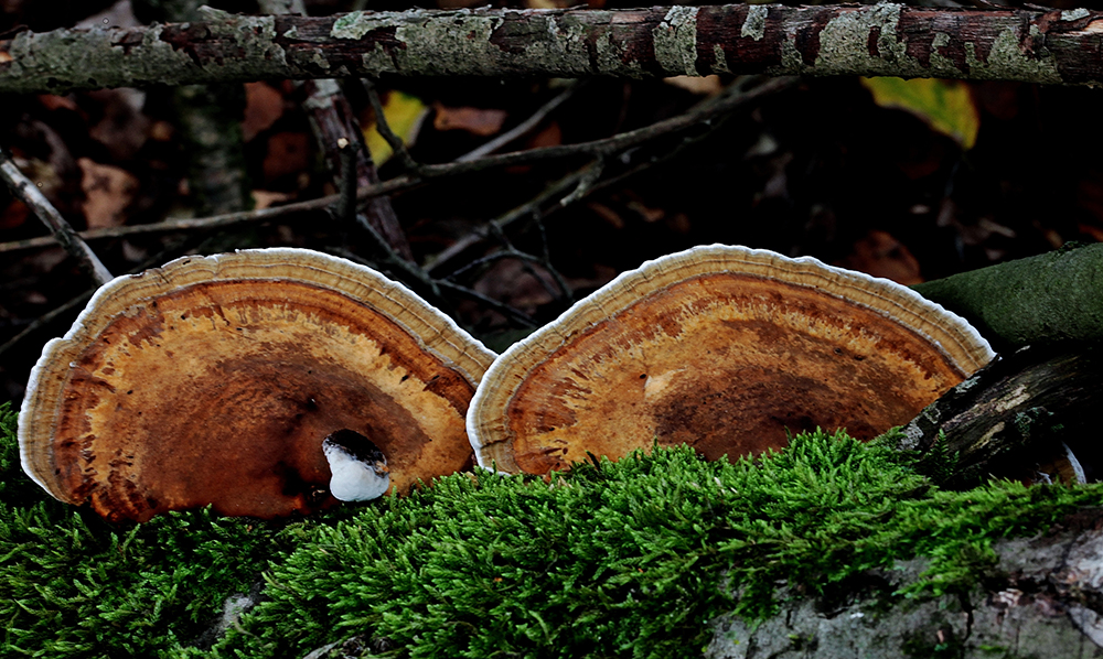 How Do So Many Species Of Plants Coexist In Tropical Rainforests ...