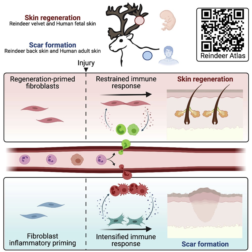 Why Do We Scar, But Lizards Don't? » ScienceABC