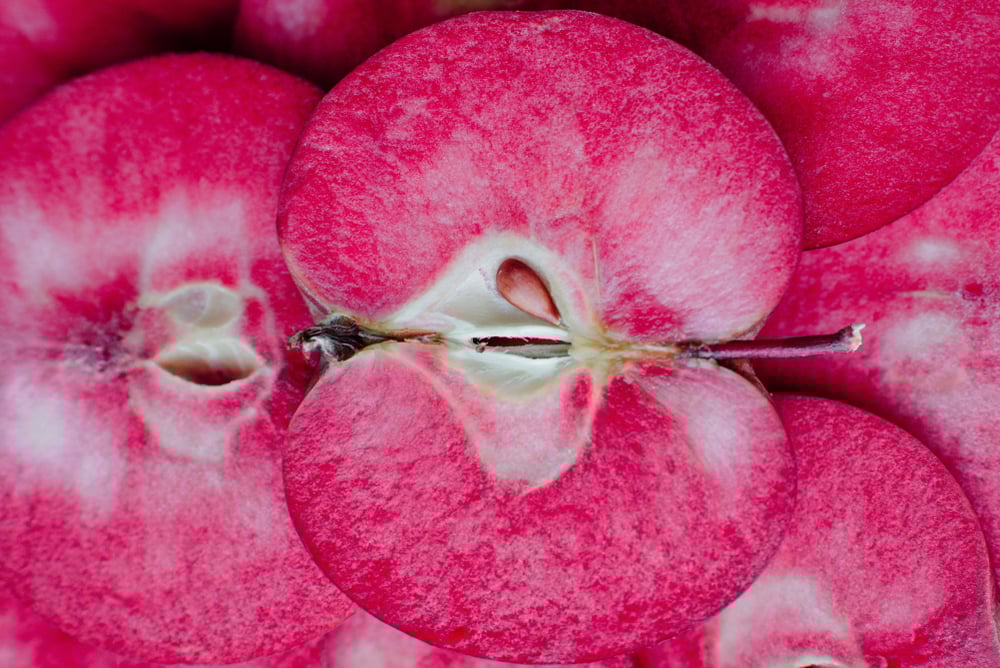 Can Apples Have Red Flesh? » ScienceABC