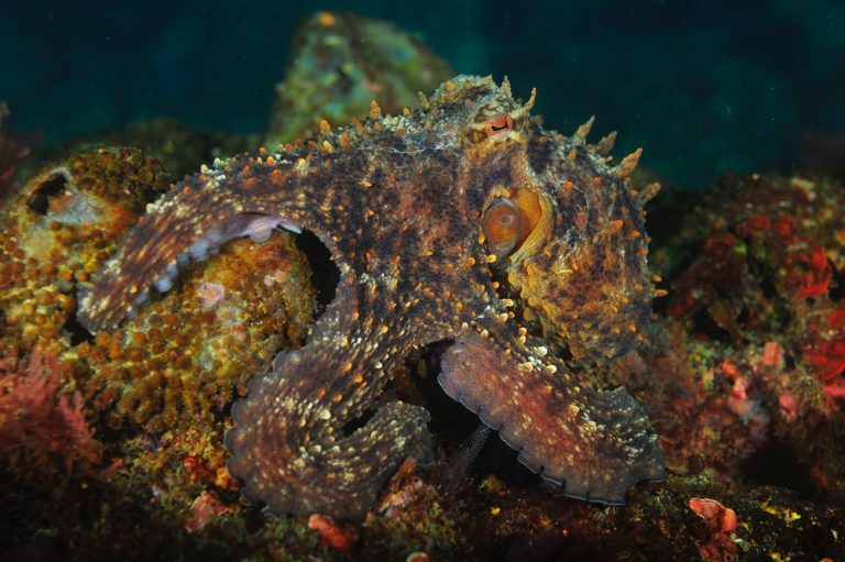 How Do Colorblind Octopuses See Color? » ScienceABC
