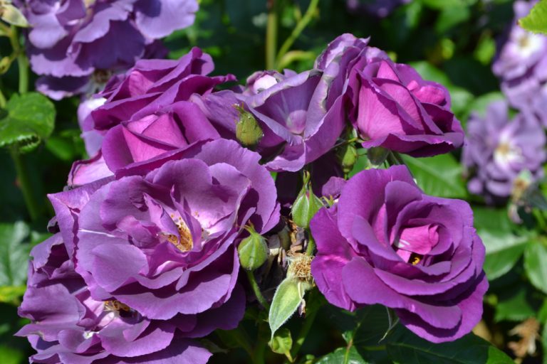 Where Can We Find A True Blue Rose? » ScienceABC