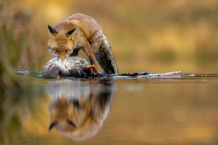 Why Do Some Animals Play Dead? (Hint: It’s Not Just To Avoid Predators ...