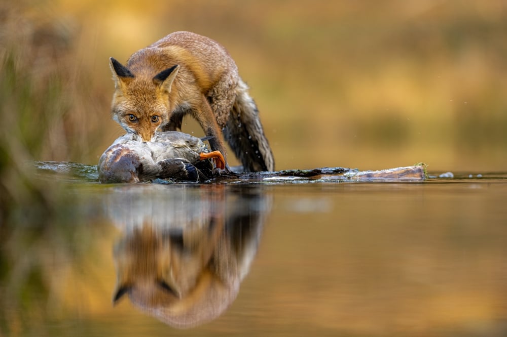 Why Do Some Animals Play Dead? (Hint: It’s Not Just To Avoid Predators ...