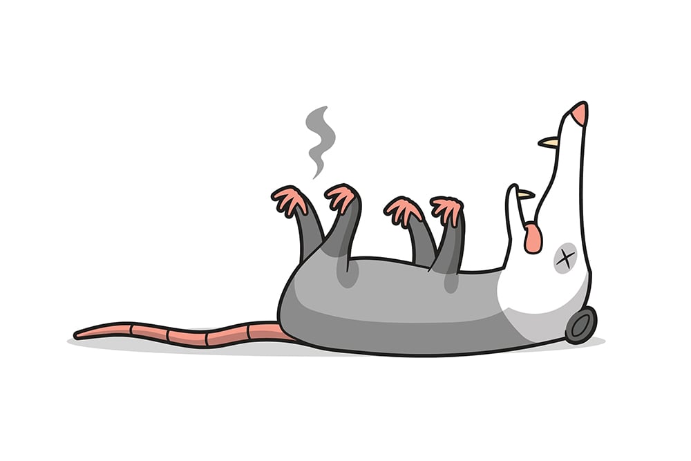 Why Do Some Animals Play Dead? (Hint: It’s Not Just To Avoid Predators ...