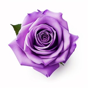Where Can We Find A True Blue Rose? » ScienceABC