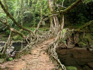 How Do Living Bridges Grow? » ScienceABC