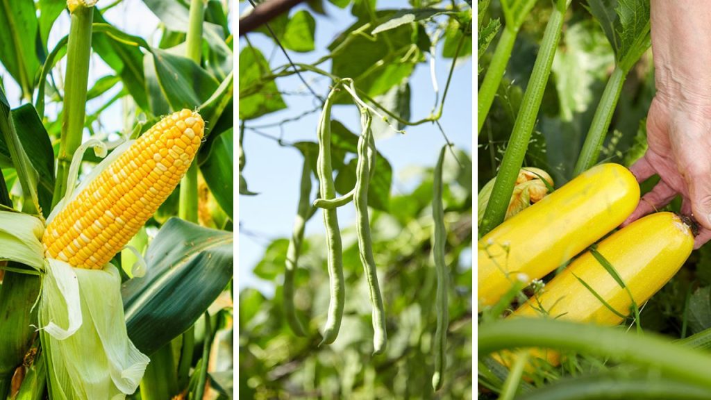 Why Did The Indigenous People Of The Americas Grow The Three Sisters ...