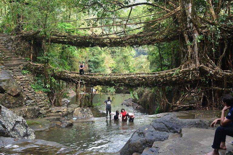 How Do Living Bridges Grow? » ScienceABC