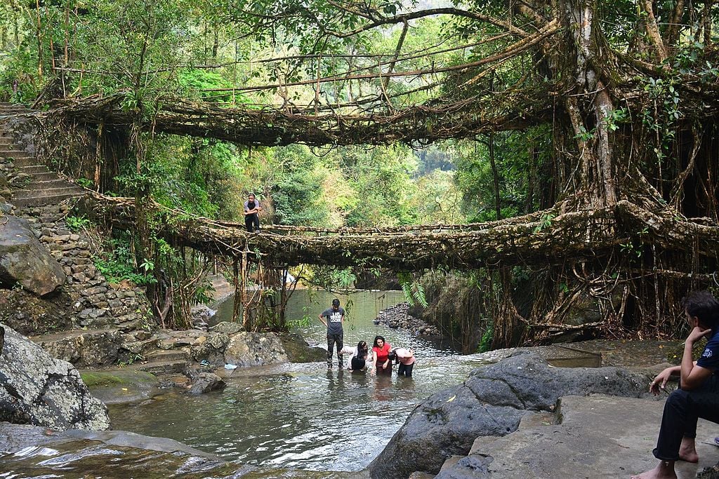 How Do Living Bridges Grow? » ScienceABC