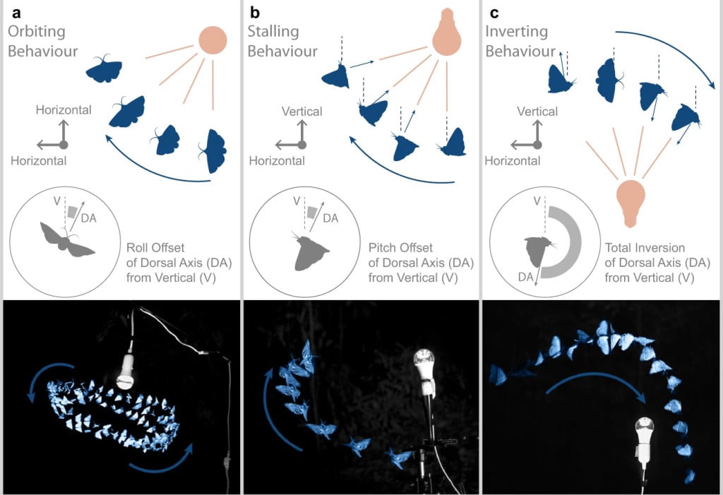 Why Are Insects Attracted To Artificial Lights? » ScienceABC
