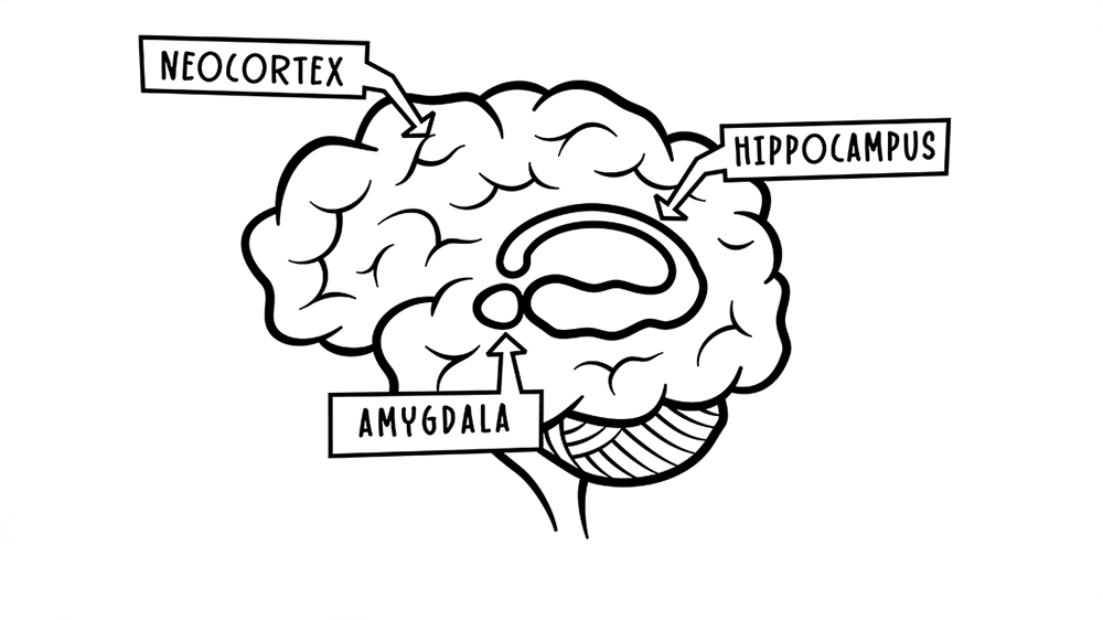 How Are Memories Formed And Recalled? » ScienceABC
