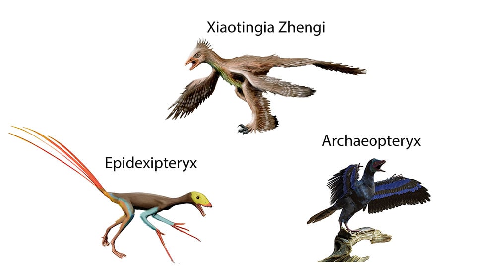 Are Birds Really Reptiles? » ScienceABC