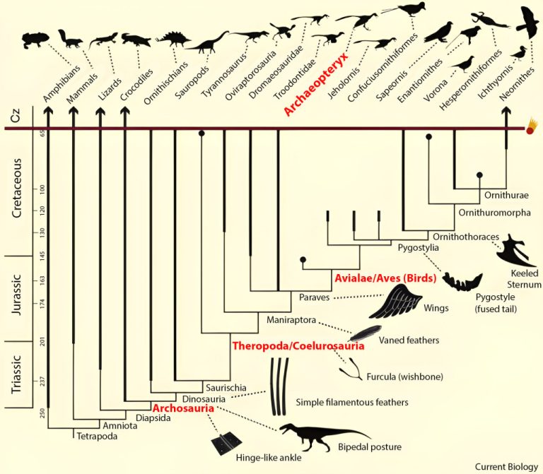 Are Birds Really Reptiles? » ScienceABC
