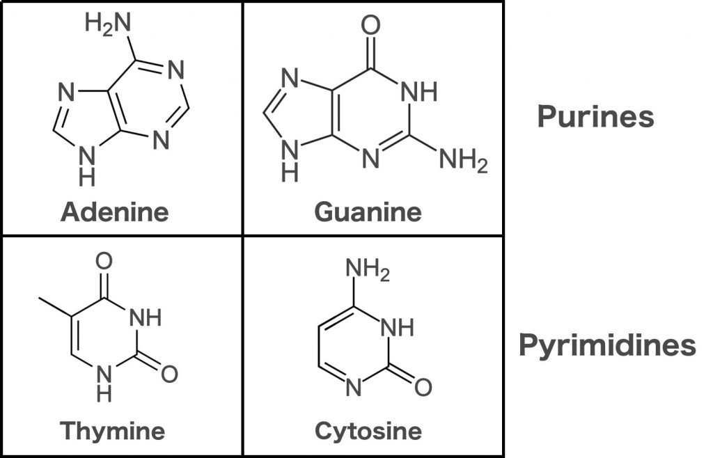 purine dna replication