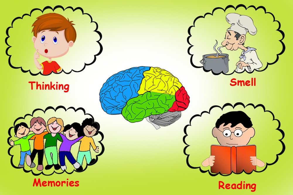 Cerebrum Function Cerebrum Function